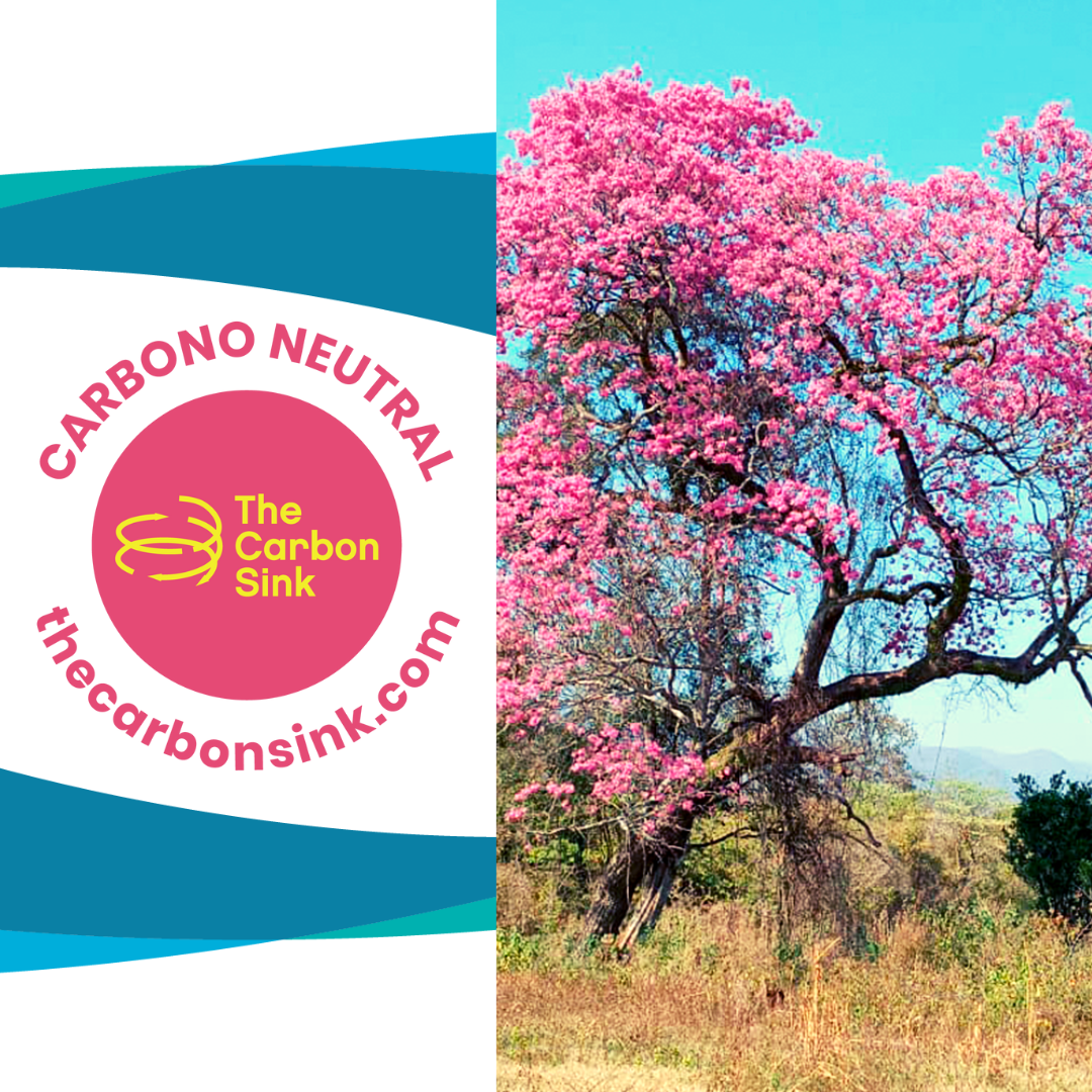 Noticias y Artículos – CAVEDI